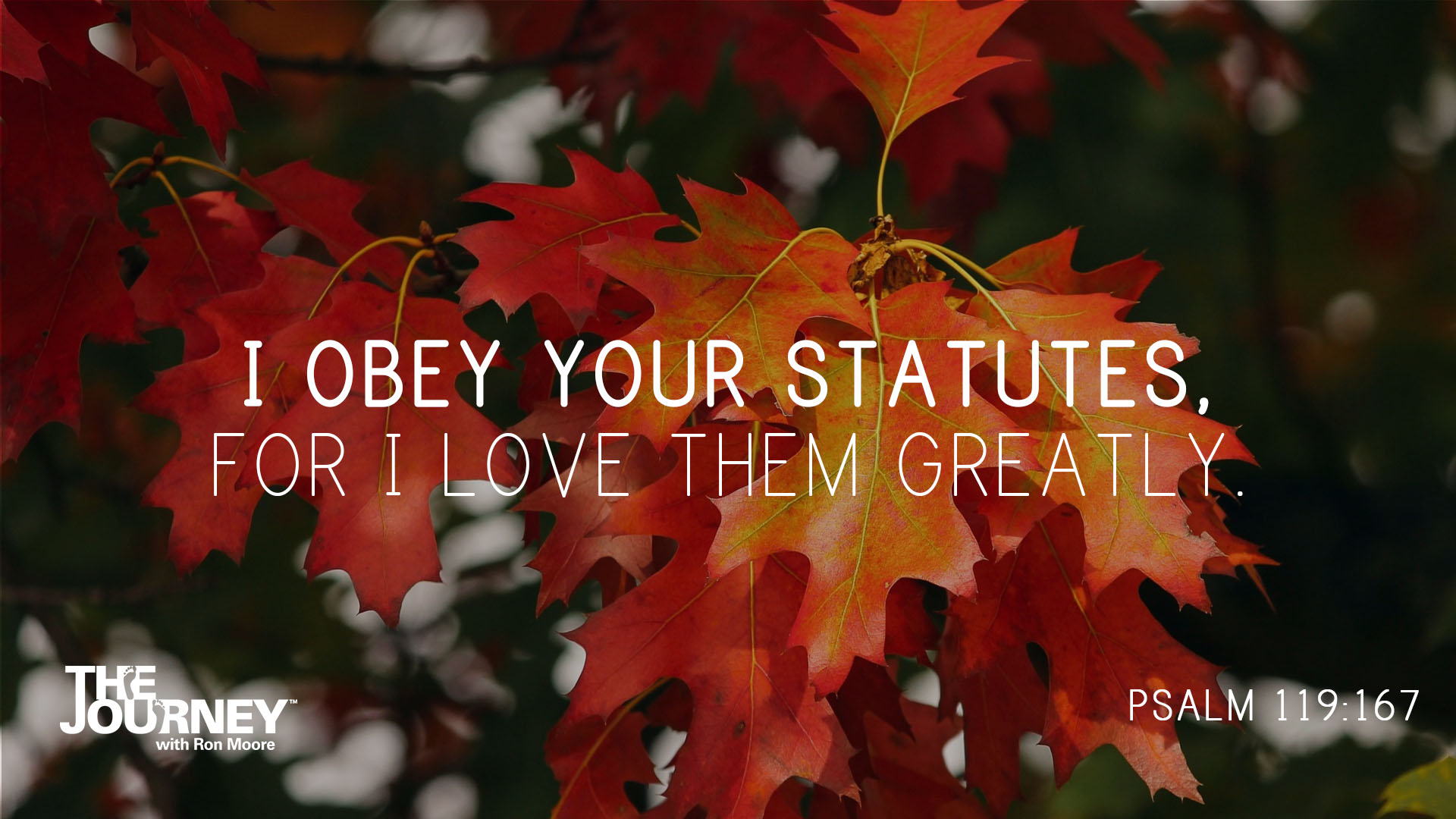 I Follow Your Commands - The Journey with Ron Moore